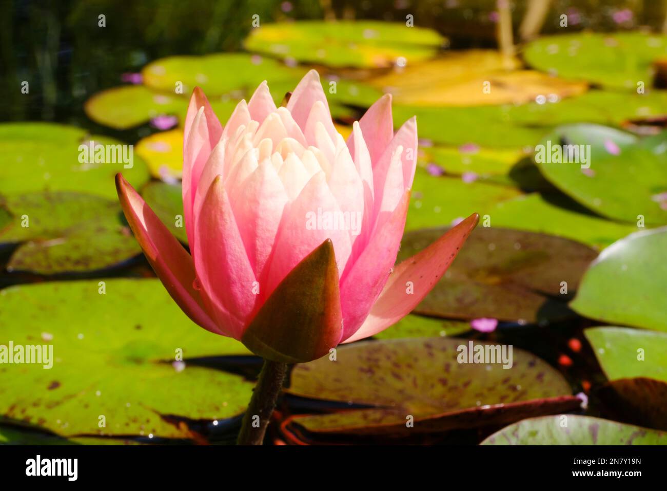 Hardy water lily (Nymphaea), Georgia Peach, North Rhine-Westphalia ...