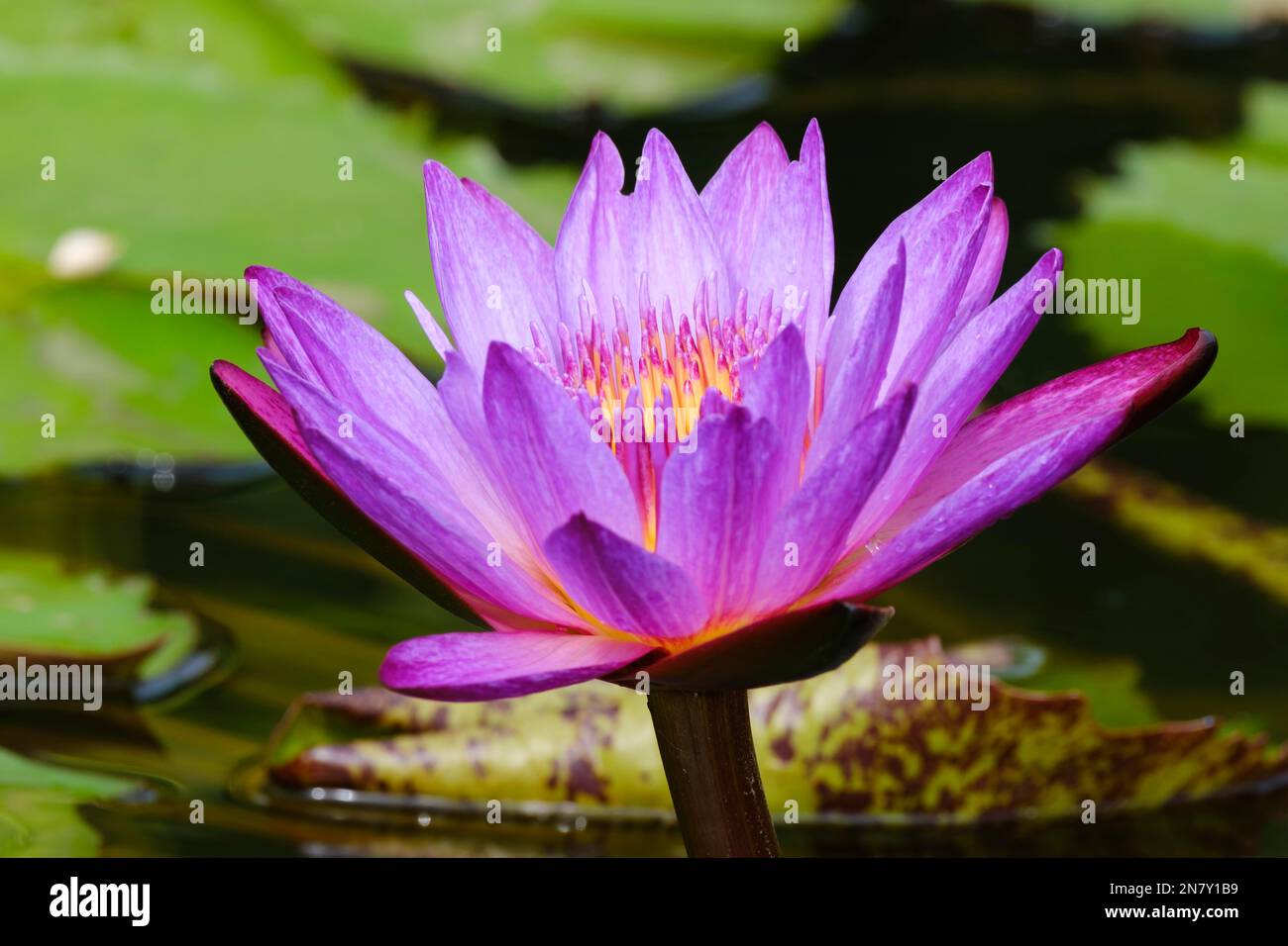 Tropical water lily (Nymphaea), North Rhine-Westphalia, Germany Stock ...