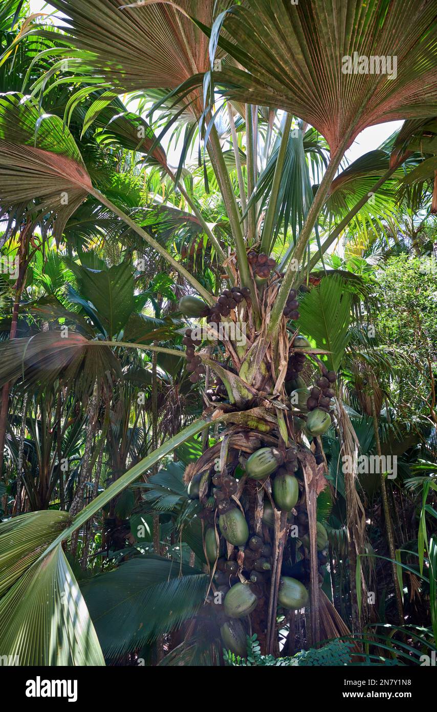 Huge nuts of Coco de mer palm tree in Vallee de Mai, Praslin Island ...