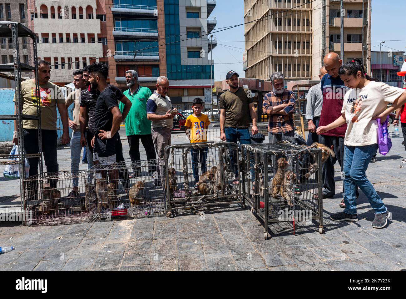 Monkeys for sale, Animal market, Baghdad, Iraq Stock Photo - Alamy