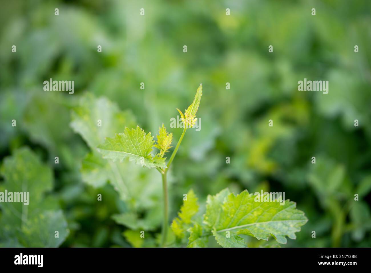 Young mustard plants are growing in the field Stock Photo - Alamy