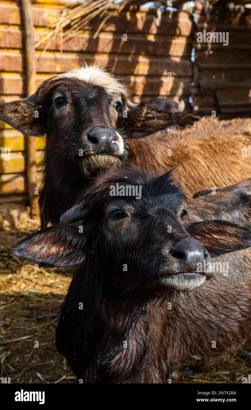Water buffalo, Mesopotamian Marshes, Ahwar of southern Iraq, Unesco ...