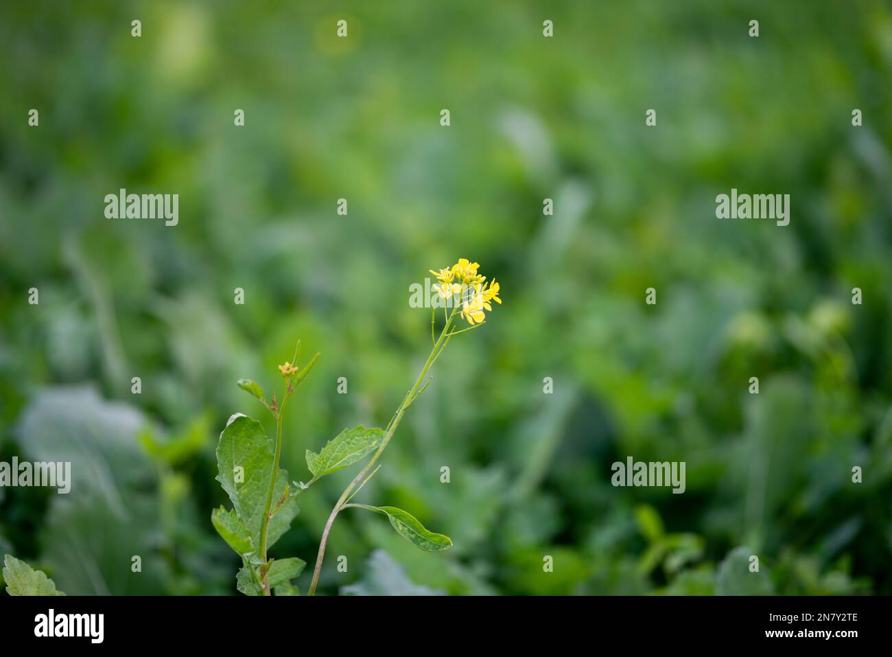 Young mustard plants are growing in the field Stock Photo - Alamy