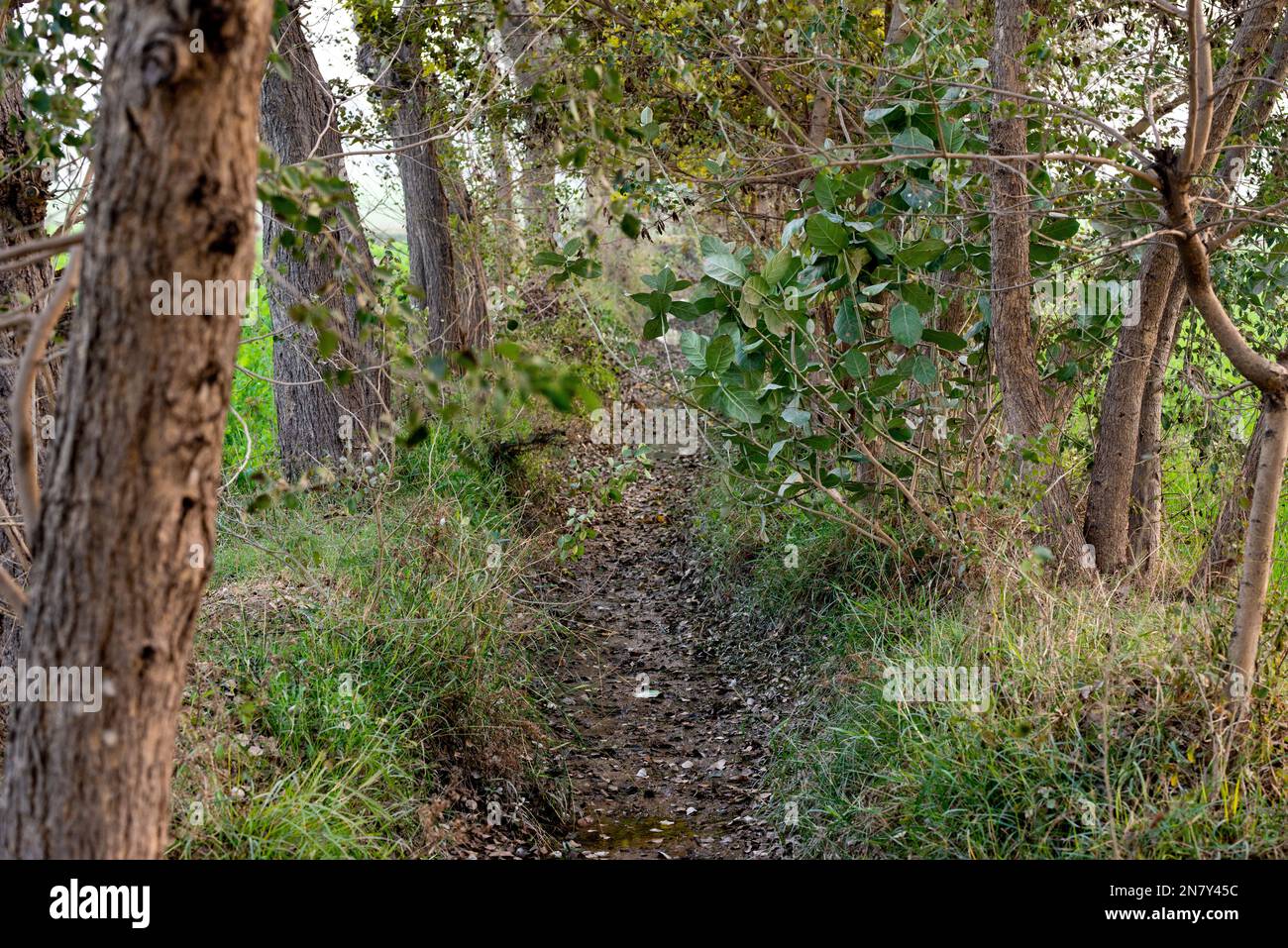 Guava fruit trees in an organic tropical garden, Guava garden with a ...