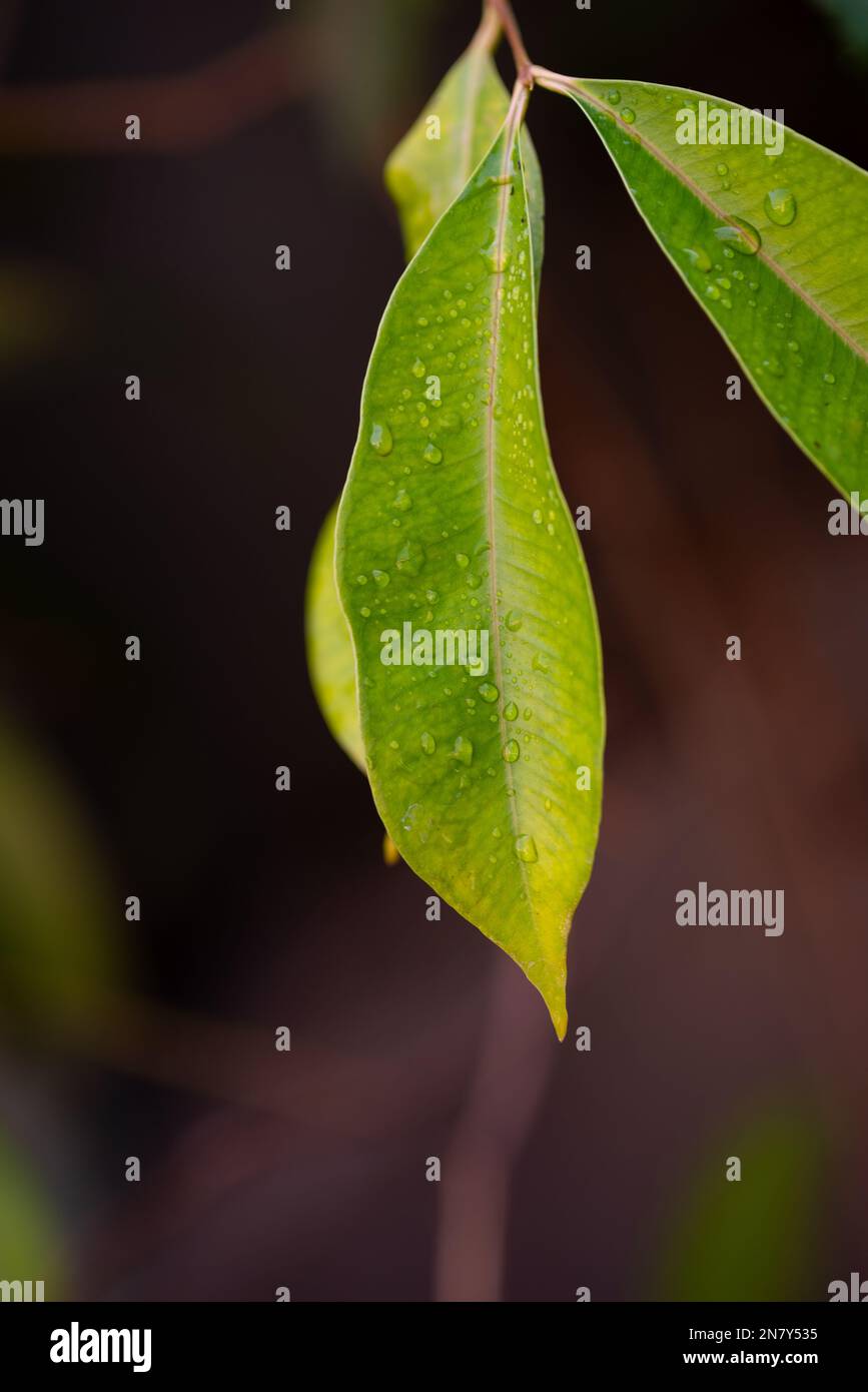 Juicy green leaves young growing hi-res stock photography and images ...