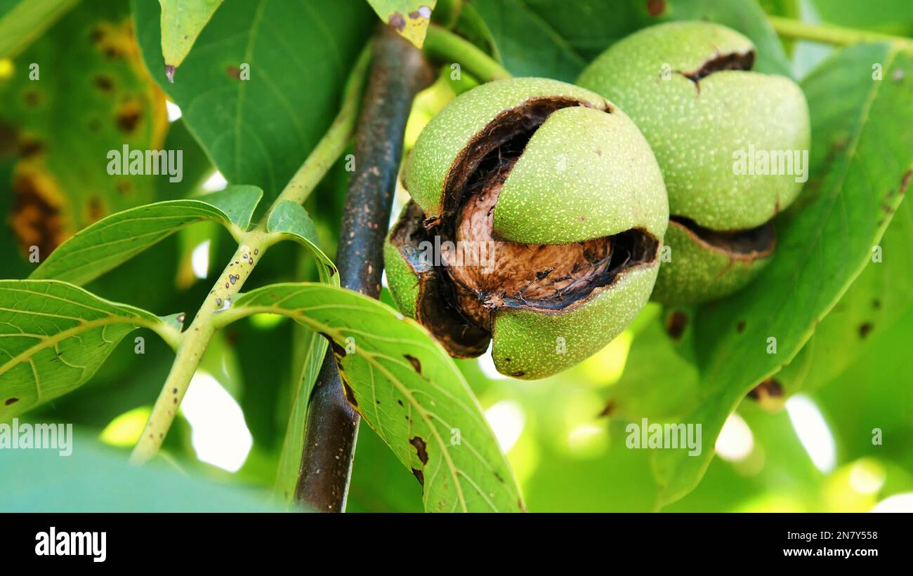 Walnut trees on large plantation hi-res stock photography and images ...