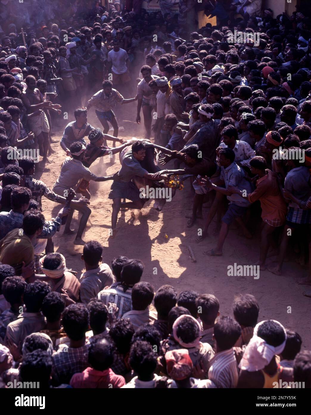 Jallikattu, bull taming in Alanganallur near Madurai during Pongal ...