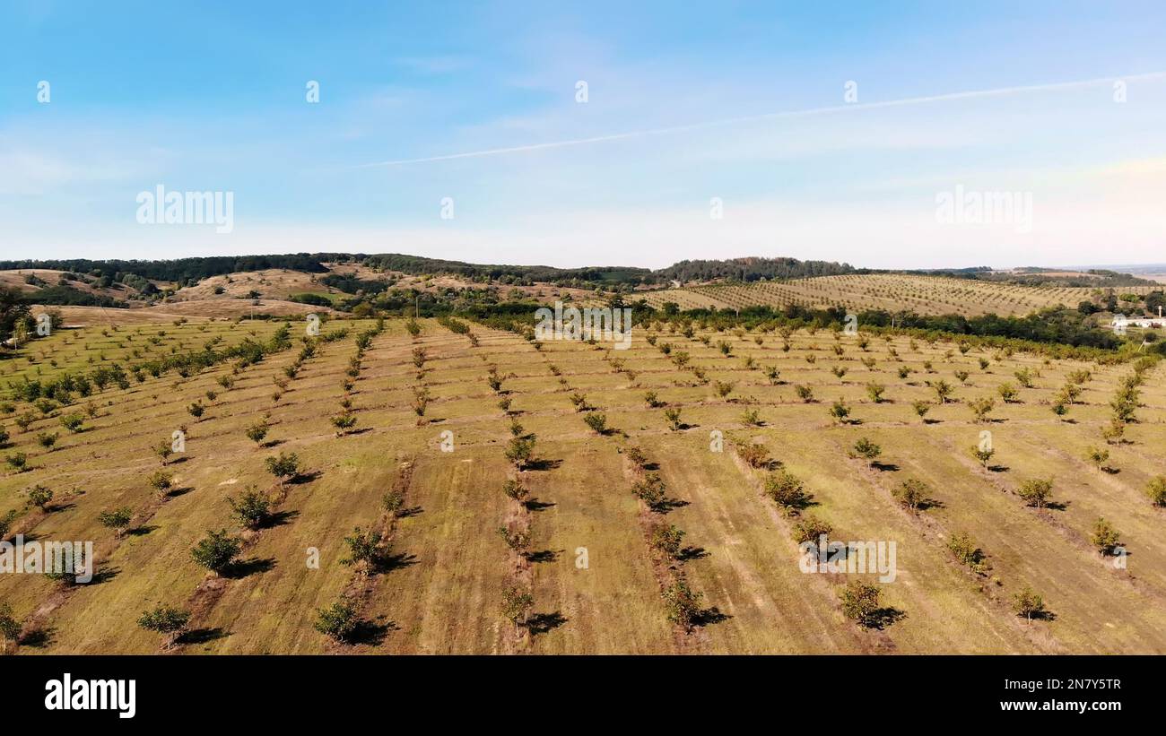 farm, fields of walnut plantations. rows of healthy walnut trees in a ...