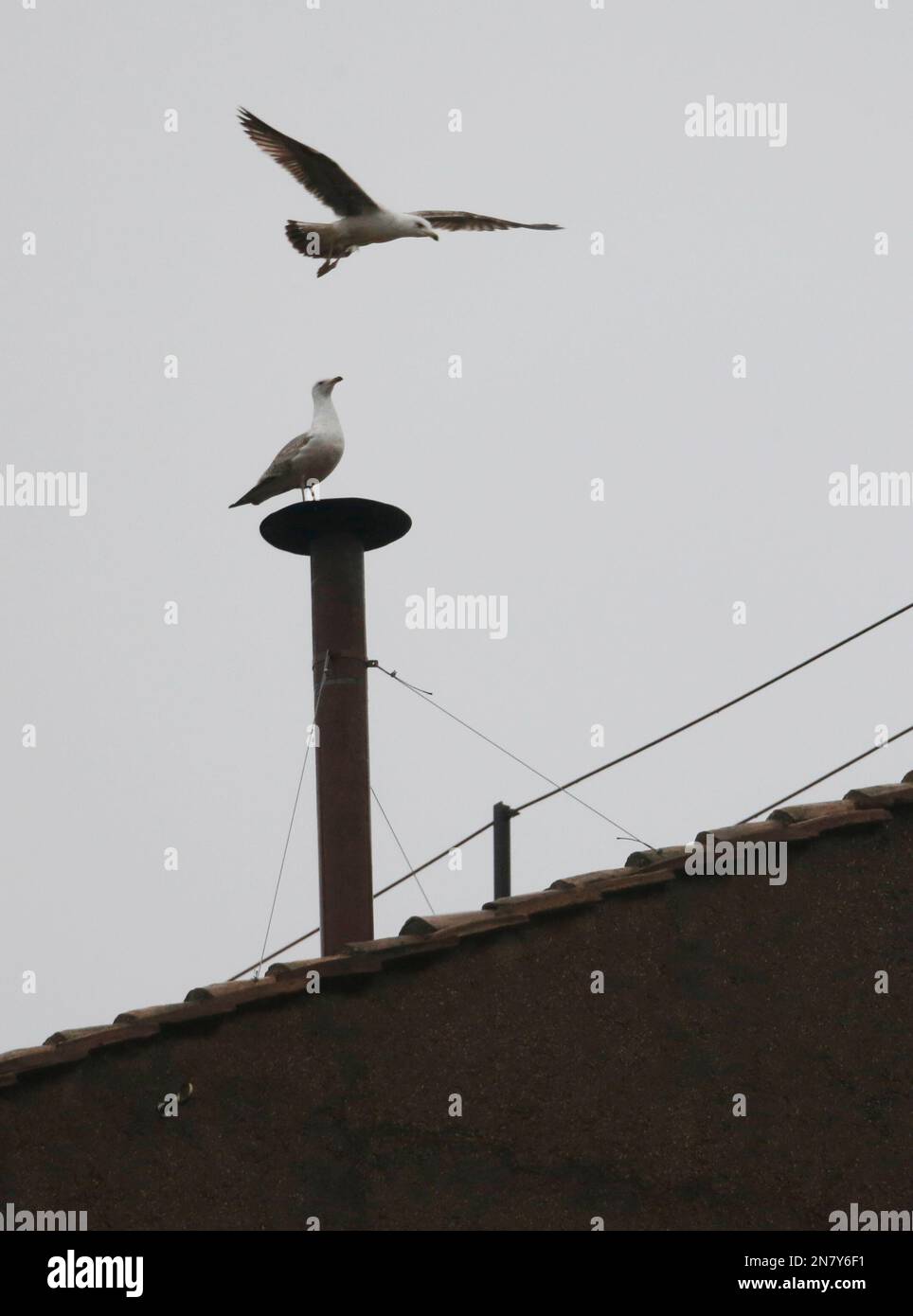 A seagull sits on the chimney on the roof of the Sistine Chapel while ...