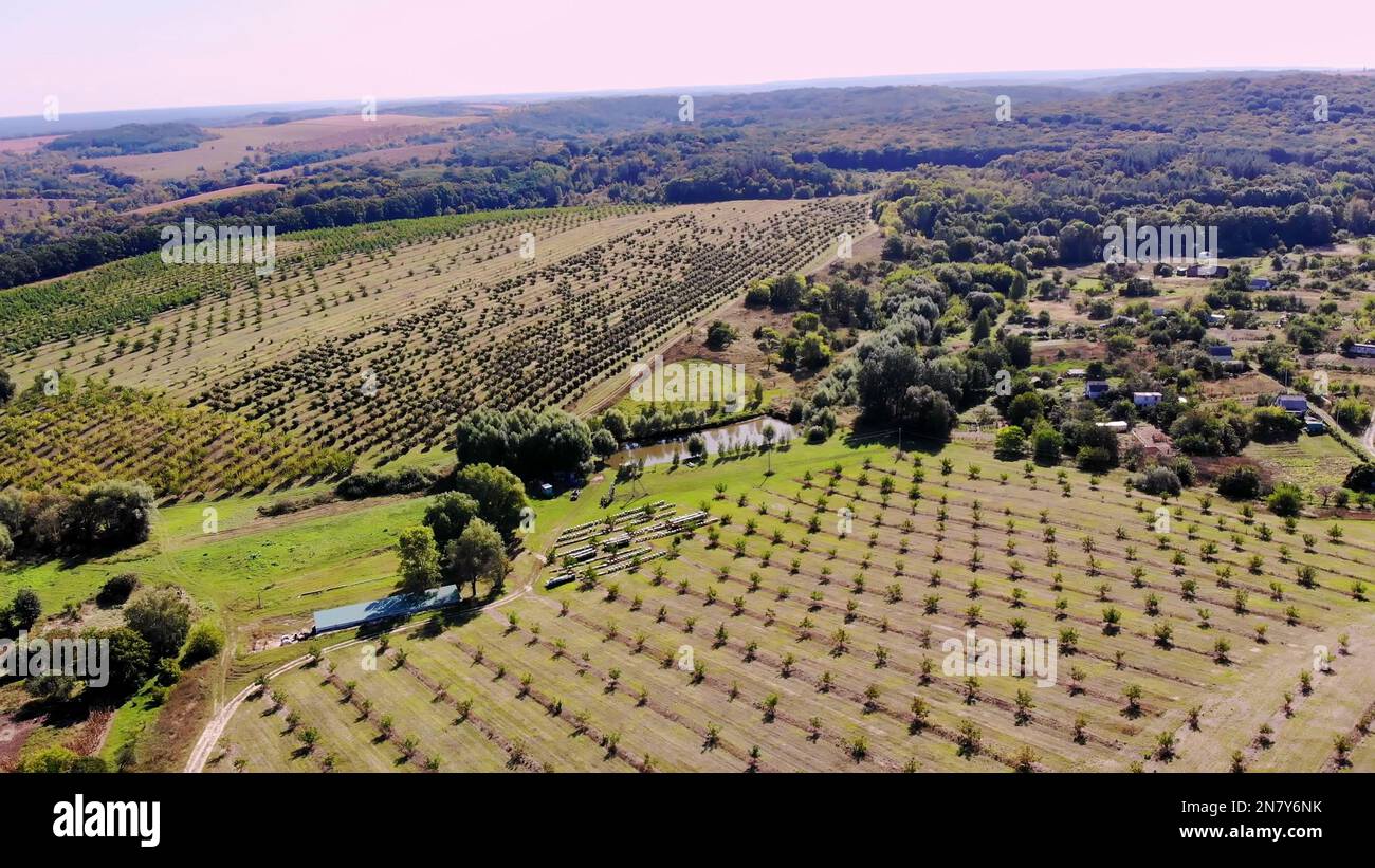 farm, fields of walnut plantations. rows of healthy walnut trees in a ...