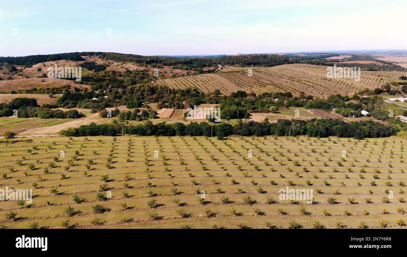 farm, fields of walnut plantations. rows of healthy walnut trees in a ...