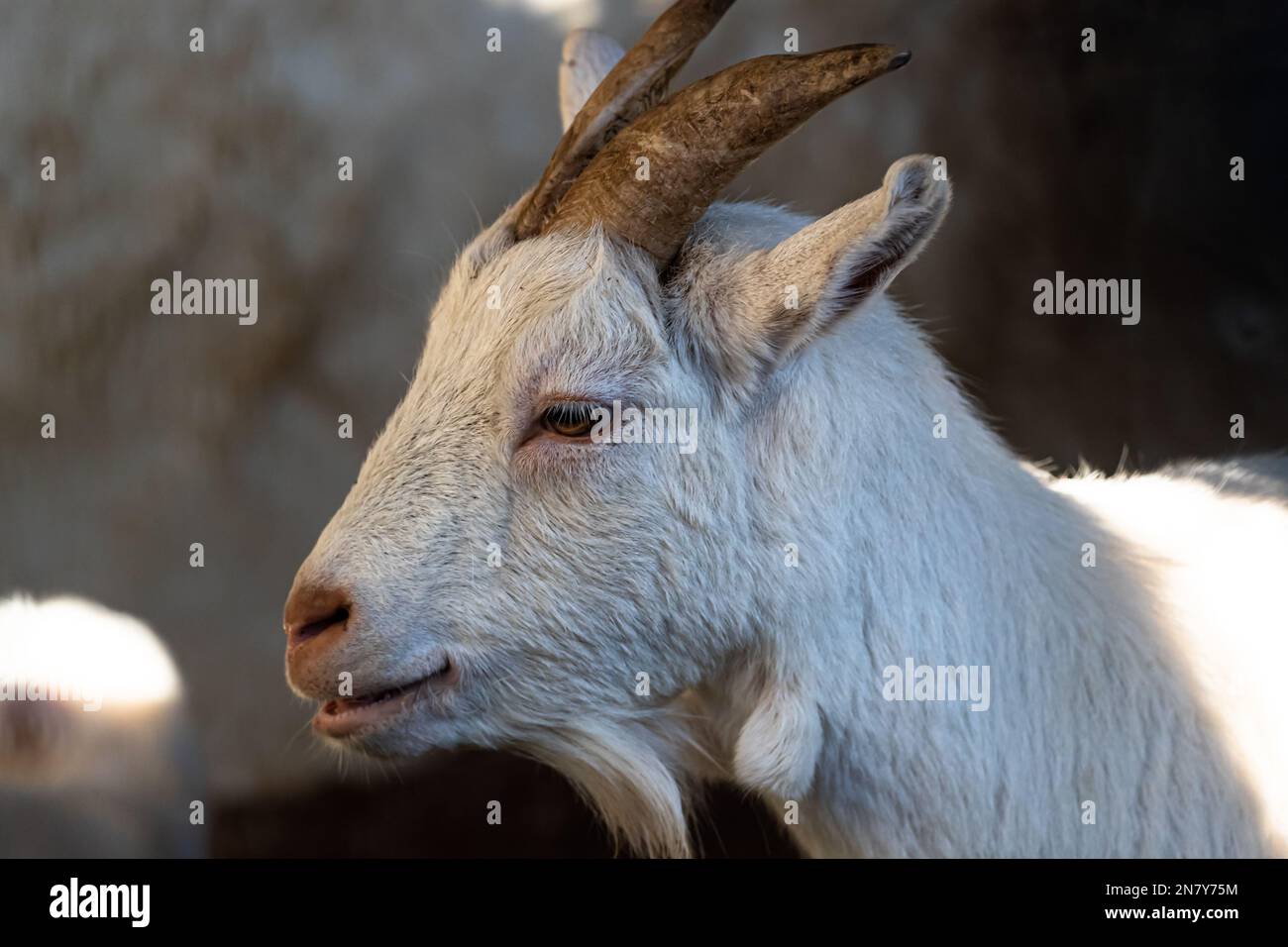 A charming portrait of a white goat captures the playful essence of ...