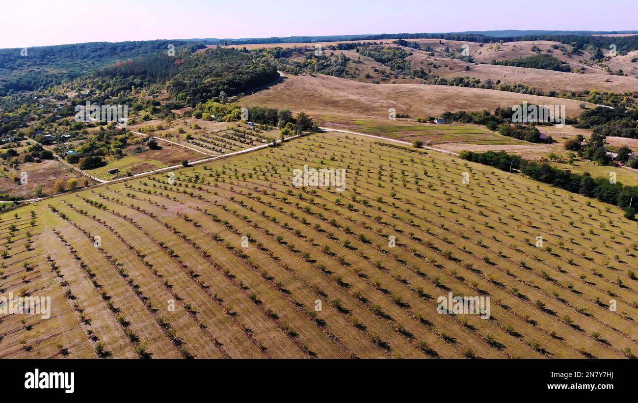 farm, fields of walnut plantations. rows of healthy walnut trees in a ...