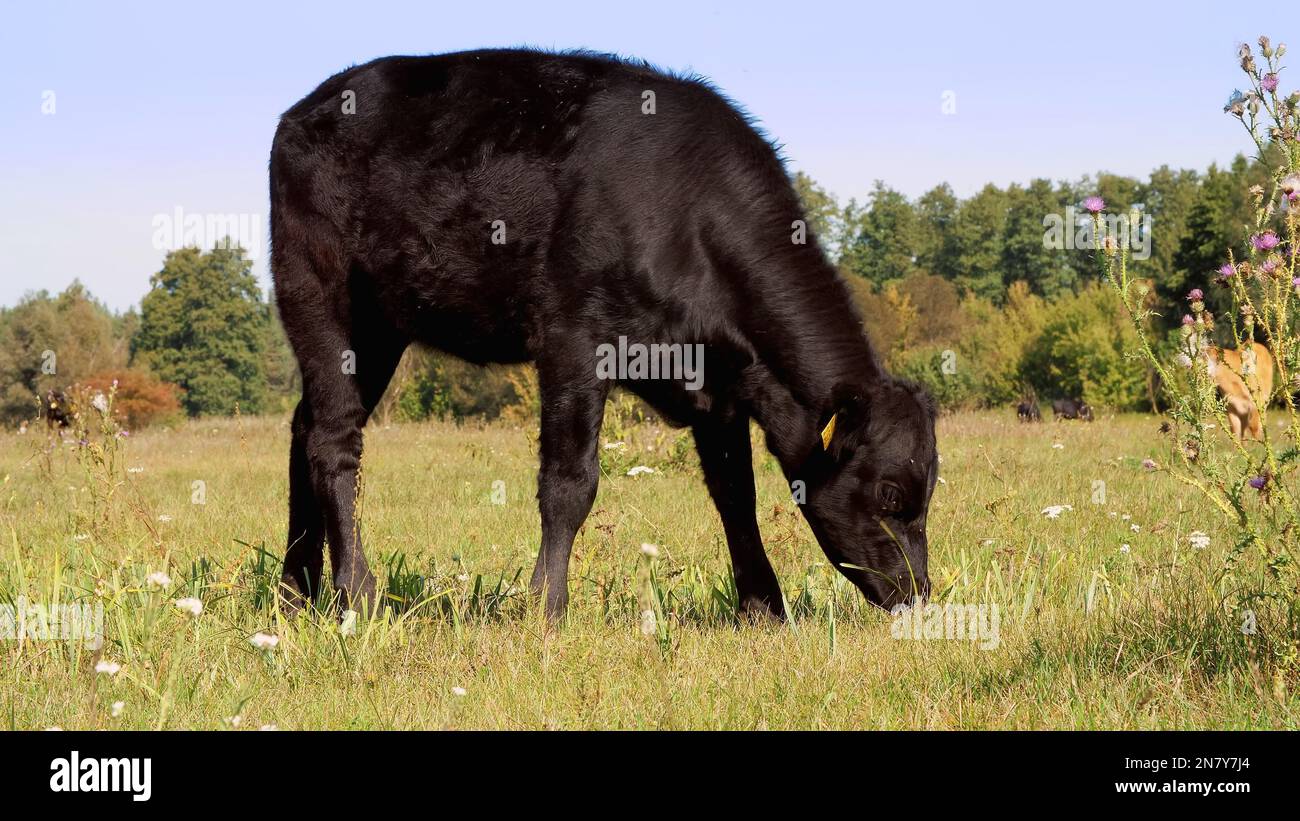 close up, in meadow, on farm, big black pedigree, breeding bull is ...