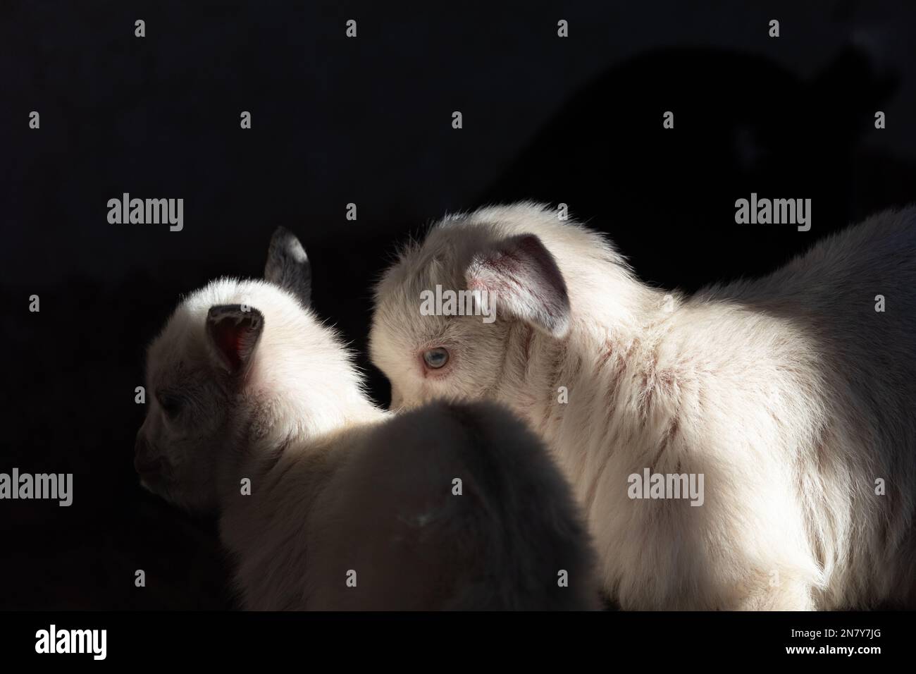 Adorable Baby Goat Kids in Action, Lazy Baby Goat Surrounded by Playful ...