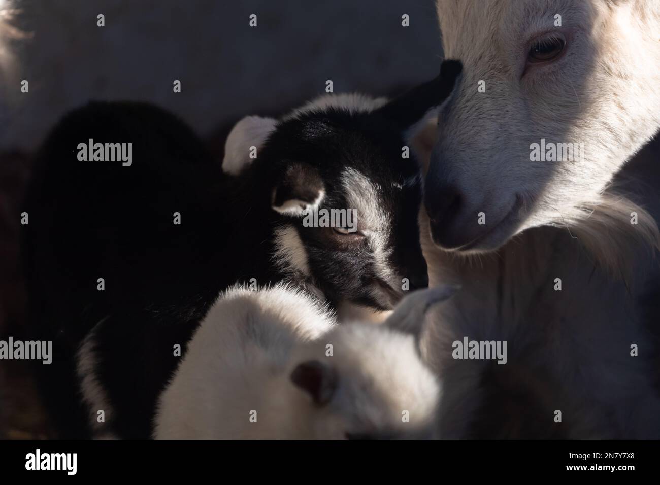 Adorable baby Goats Cuddled Up in a Sweet Stack, Rustic Barn Life ...