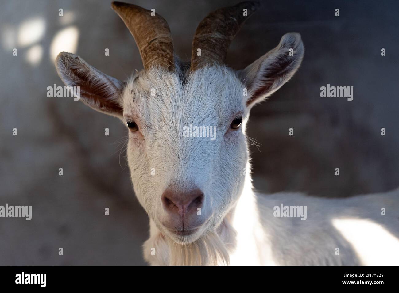 Goat eyes close up hi-res stock photography and images - Alamy