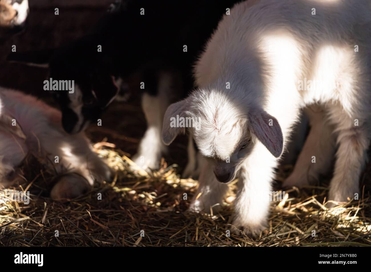 Adorable Baby Goat Kids in Action, Lazy Baby Goat Surrounded by Playful ...