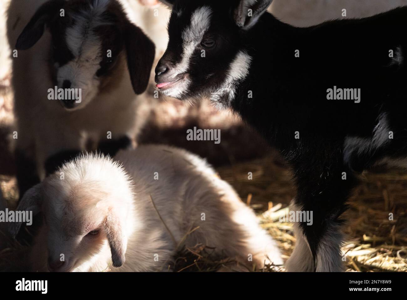 Lazy Baby Goat Surrounded by Playful Siblings, Adorable baby Goats ...