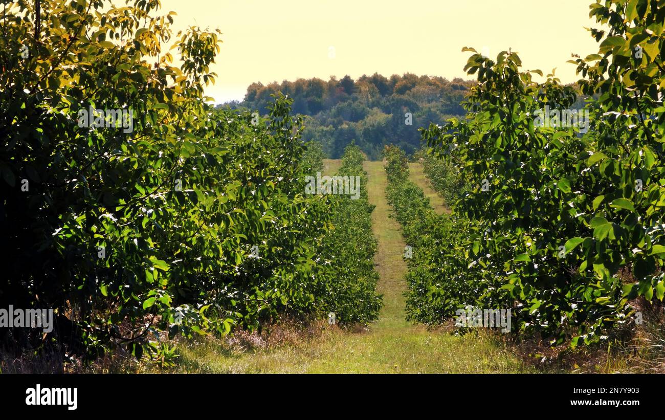farm, fields of walnut plantations. rows of healthy walnut trees in a ...