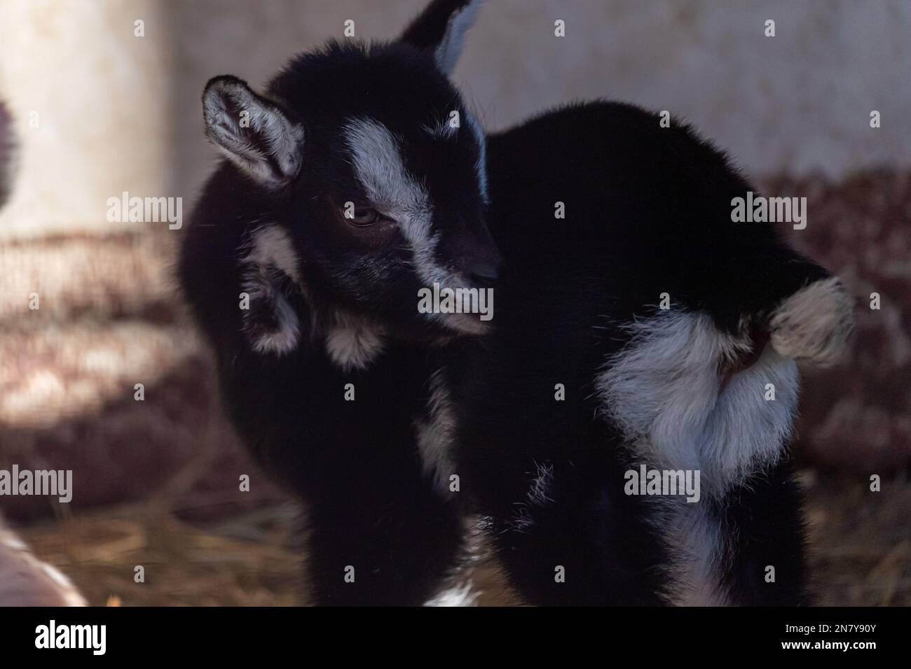 Lazy Baby Goat Surrounded by Playful Siblings, Adorable baby Goats ...