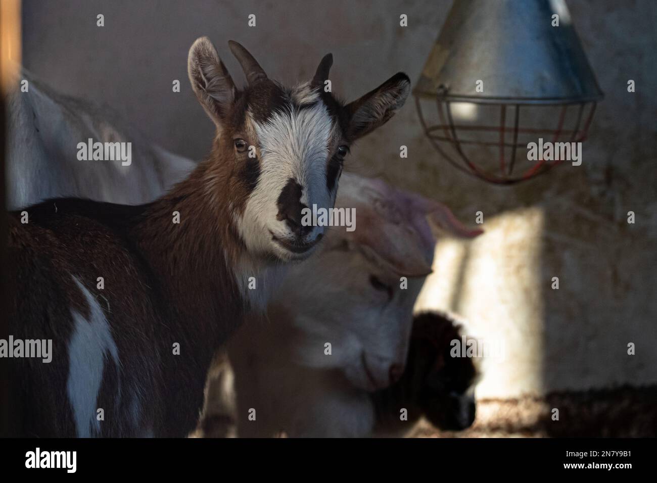 Tibetan Goat Portrait in Stable: Beautiful and Majestic Animal Stock ...