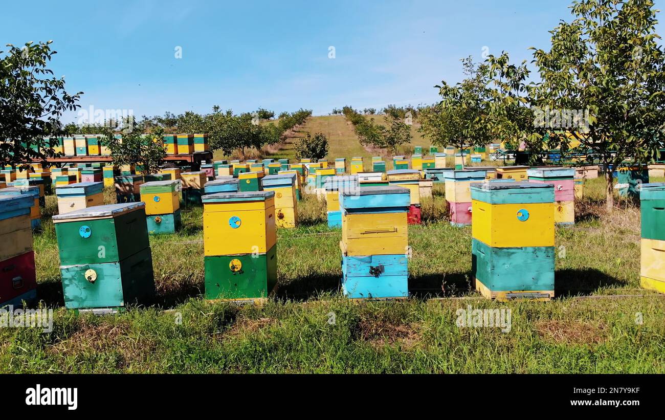 Bees in the apiary. in the meadow a lot of bee houses, hives are. honey ...