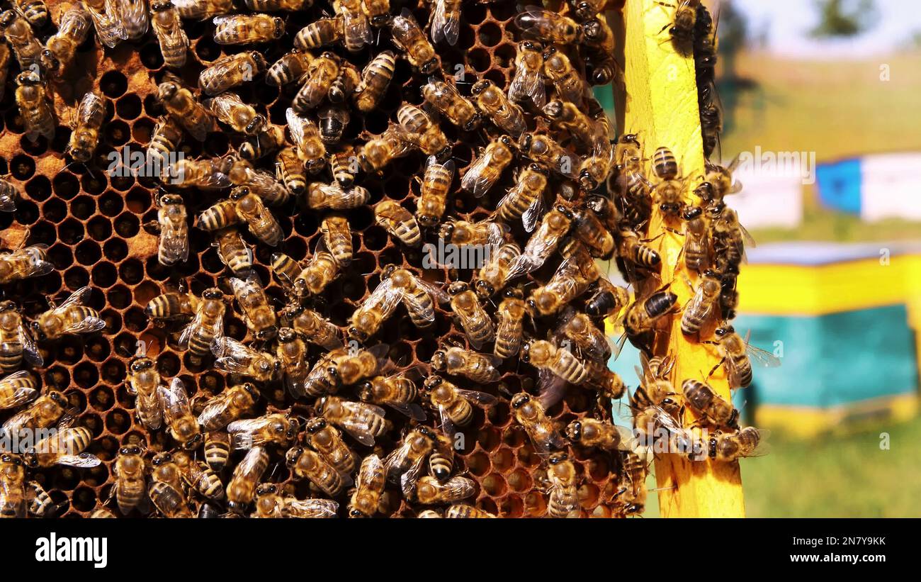Bees turn nectar honey close hi-res stock photography and images - Alamy