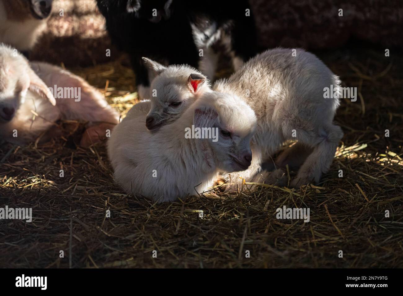 Adorable baby Goats Cuddled Up in a Sweet Stack, Rustic Barn Life ...