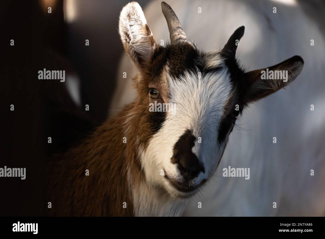 Tibetan Goat Portrait in Stable: Beautiful and Majestic Animal Stock ...