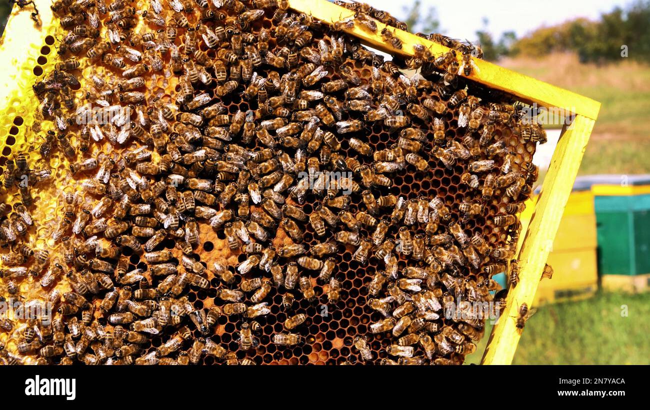 Frames of a bee hive. Beekeeper harvesting honey. Beekeeper Inspecting ...