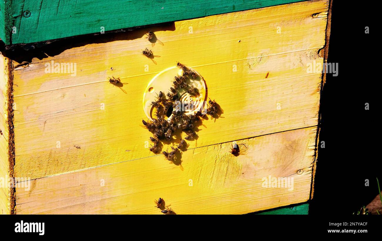 lots of bees at the beehive entrance. Honey bees swarming and flying ...