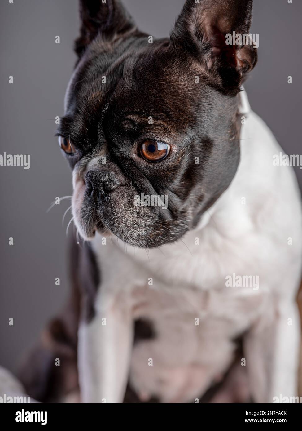 Boston terrier poster hi-res stock photography and images - Alamy