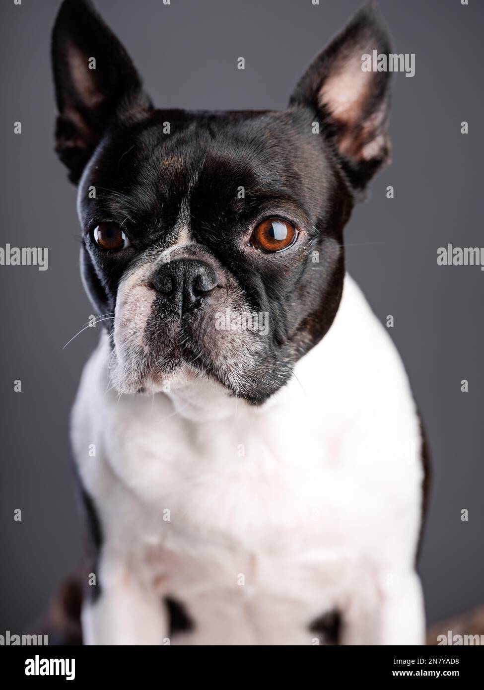 Boston terrier poster hi-res stock photography and images - Alamy