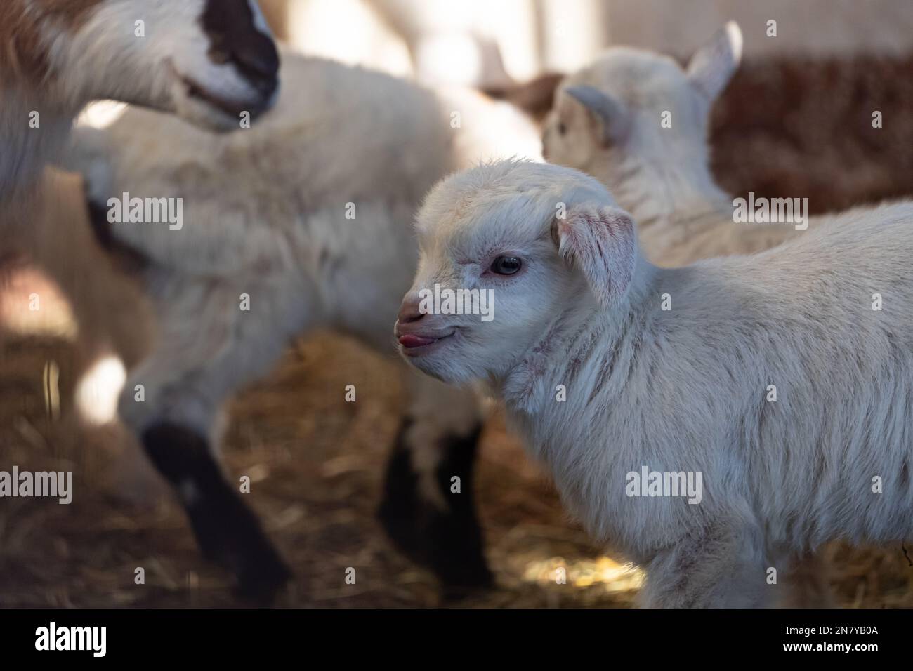 Adorable baby Goats Cuddled Up in a Sweet Stack, Rustic Barn Life ...