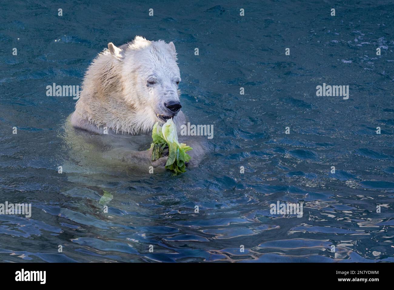 A funny Polar bear eating a plant while swimming in water Stock Photo ...