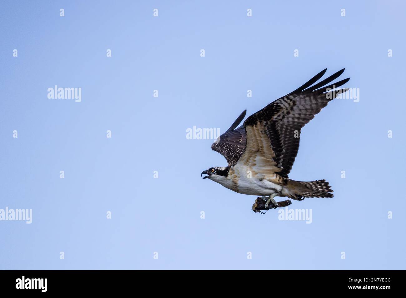 A side view of Osprey with open wings flying in blue sky carrying its ...
