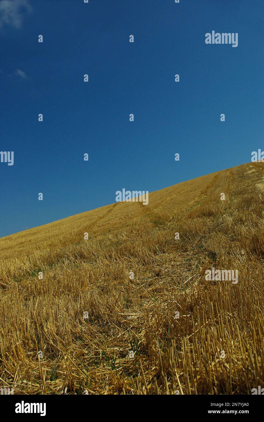Freshly harvested corn field with furrows of an agricultural vehicle ...