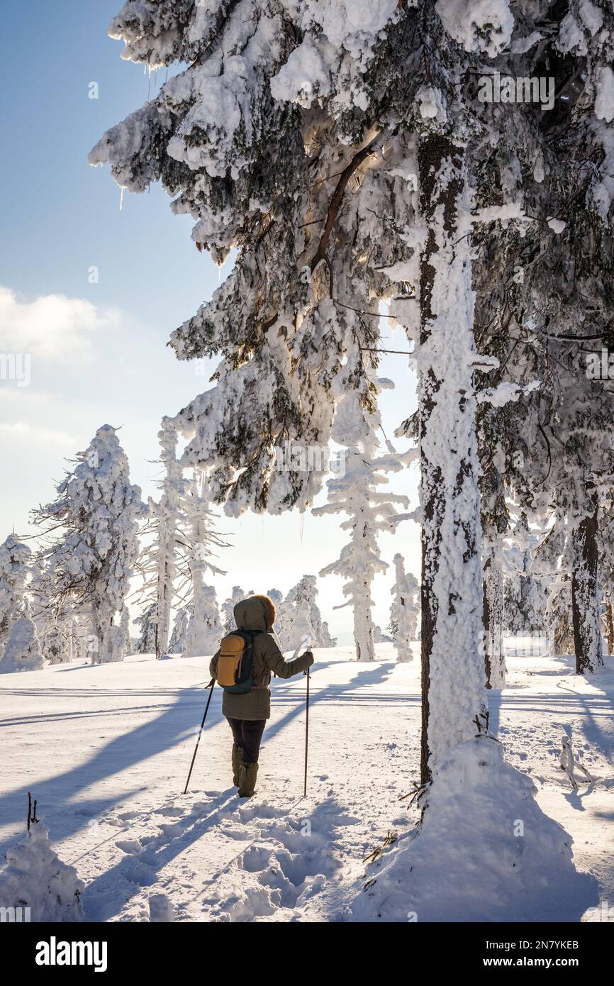 Hiking in snowy mountain forest. Woman with backpack and winter coat ...