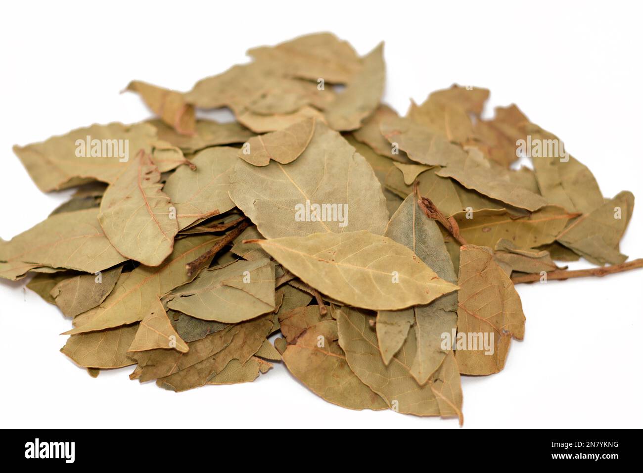 Bay laurel leaves, Laurus nobilis, an aromatic evergreen tree or large ...
