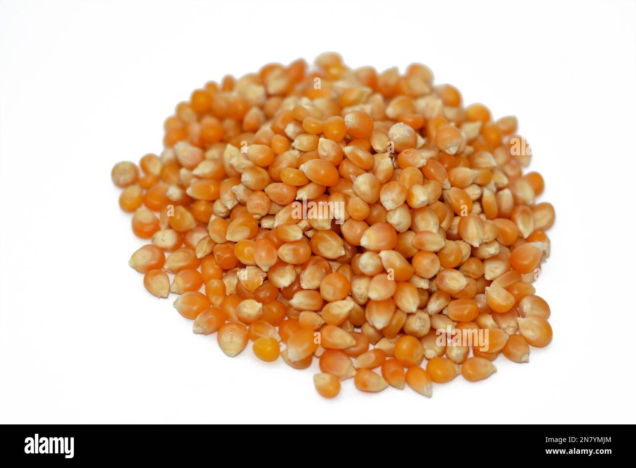 Maize or corn seeds and grains, pile of maize kernels that is used for ...