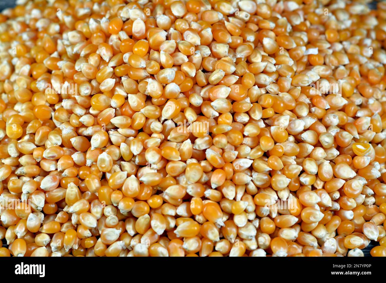 Maize or corn seeds and grains, pile of maize kernels that is used for ...