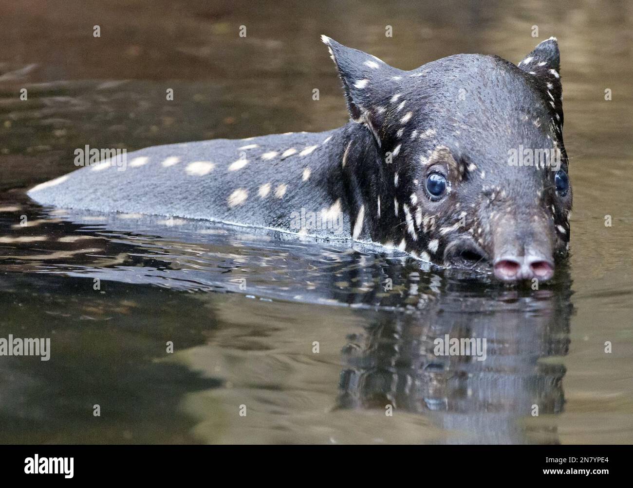 ADDS GENDER - A young Malayan male tapir (Tapirus indicus) stands in a ...