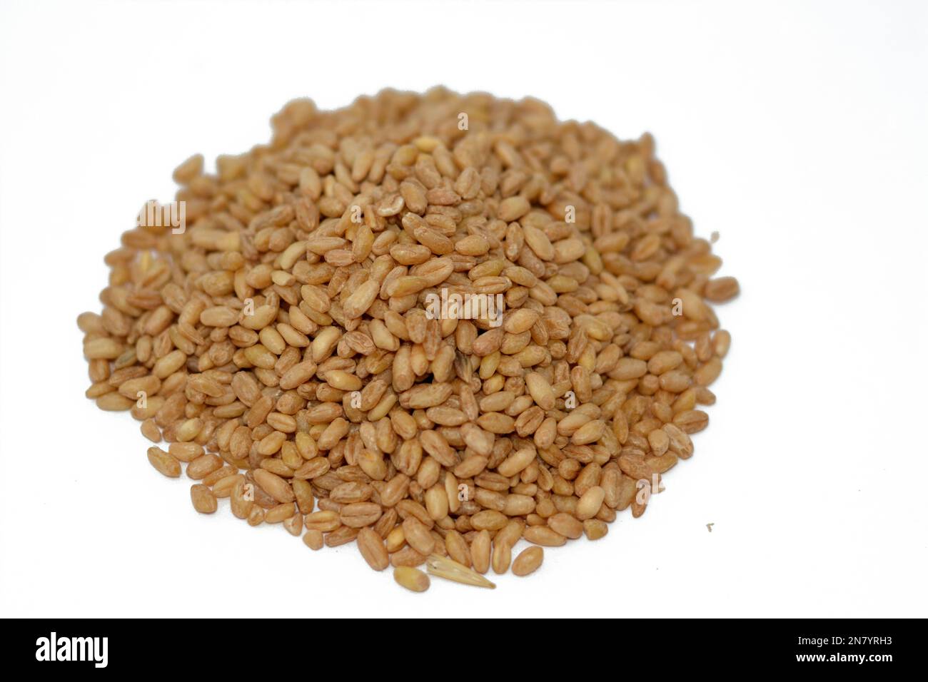 Wheat grains and seeds, grass widely cultivated for its seed, a cereal ...