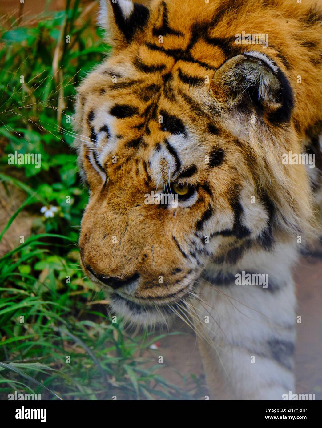 Scary tiger hi-res stock photography and images - Alamy