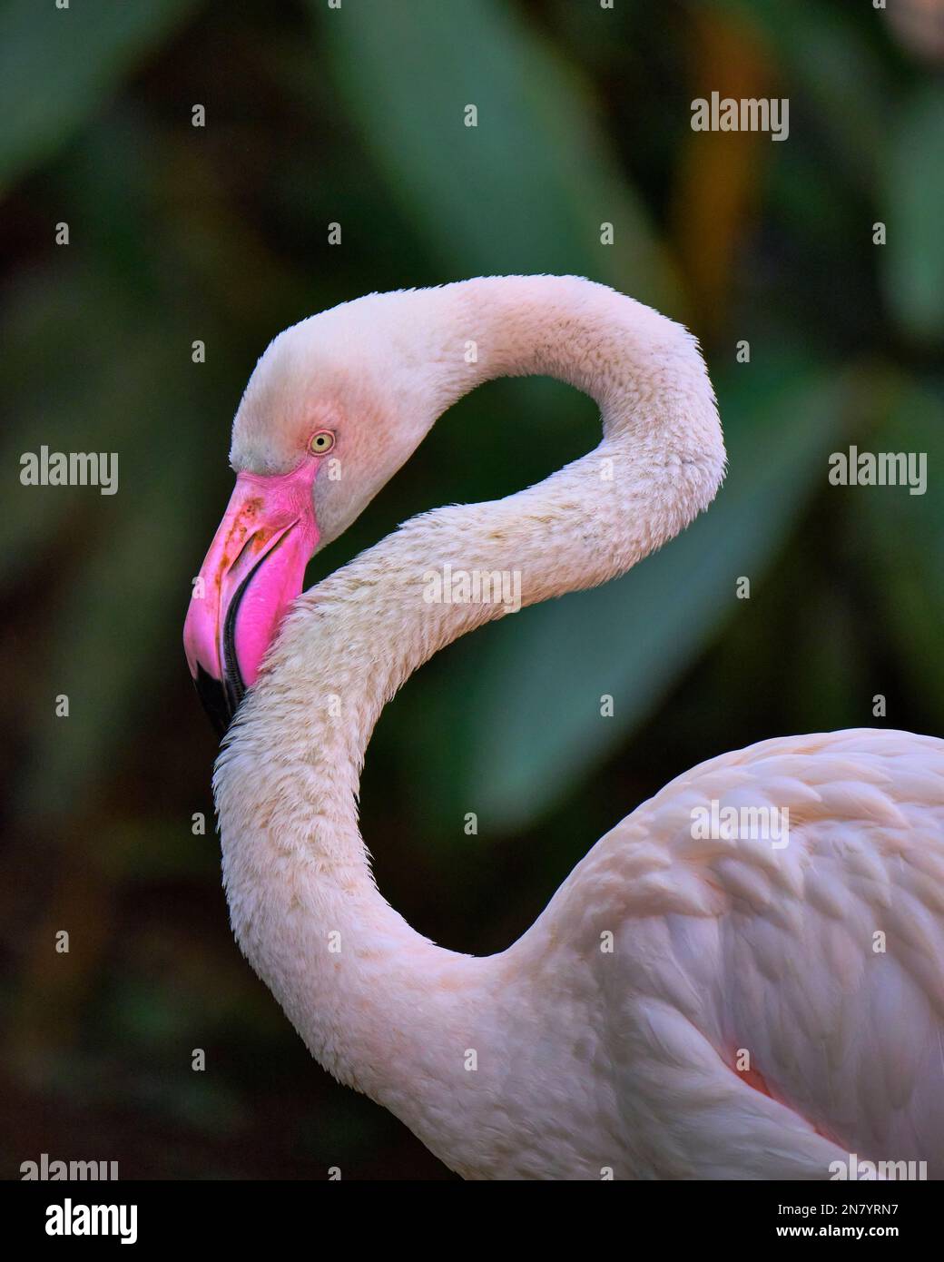 Portrait of Flamingo with its long flexible neck Stock Photo - Alamy