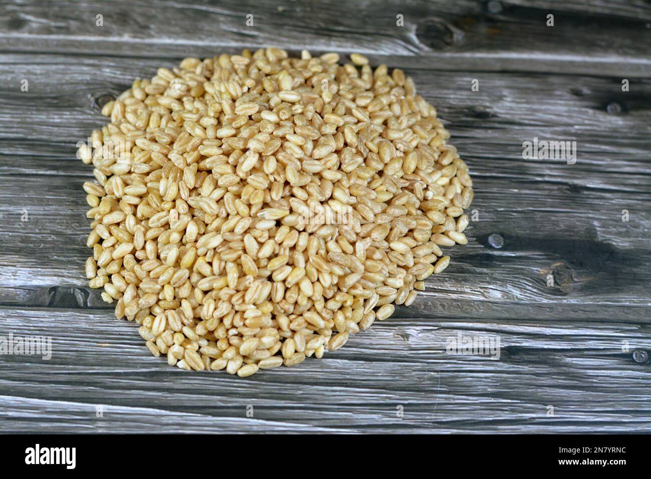 Wheat grains and seeds, grass widely cultivated for its seed, a cereal ...