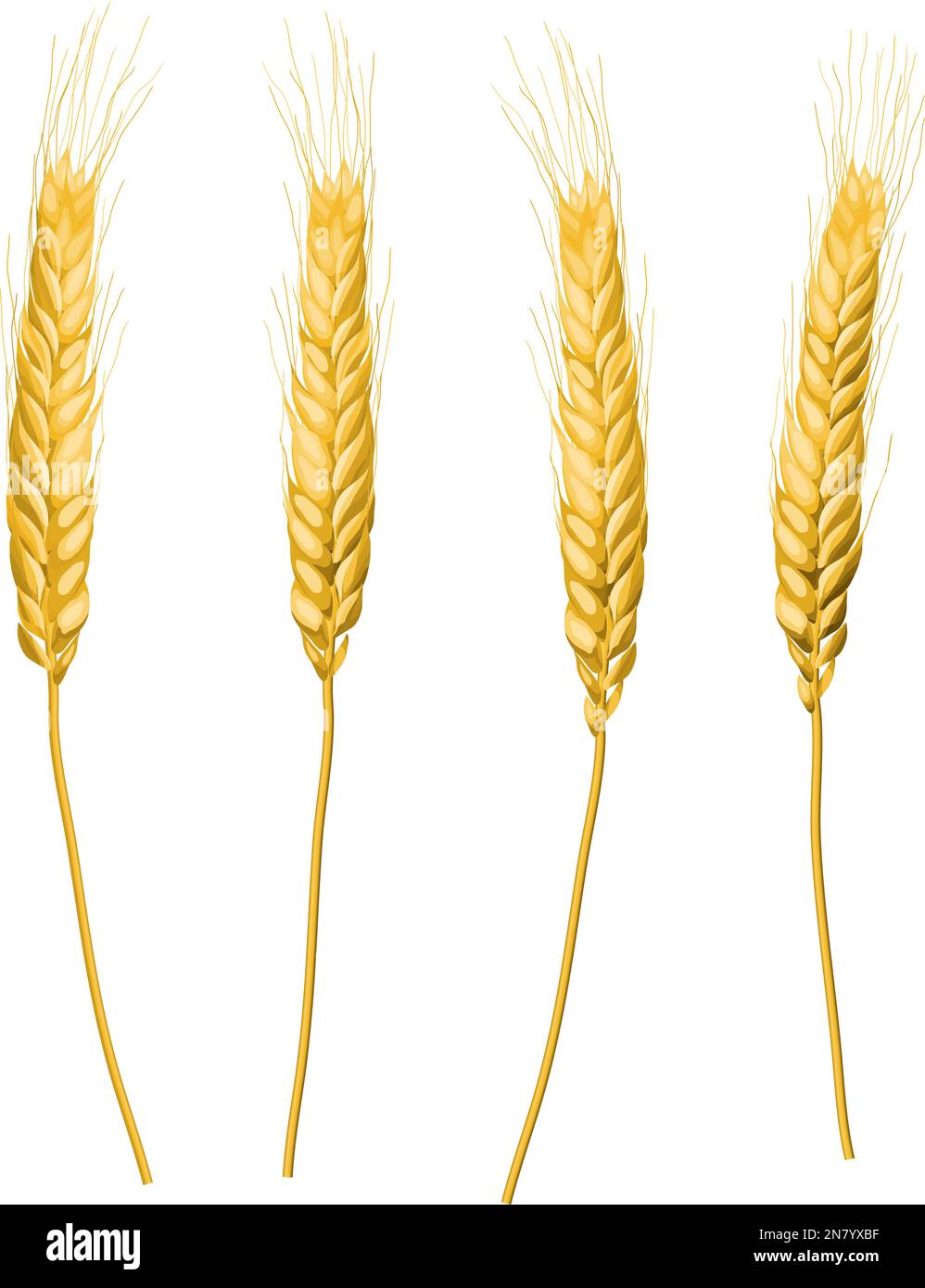 Wheat ears set on white background vector Stock Vector Image & Art - Alamy