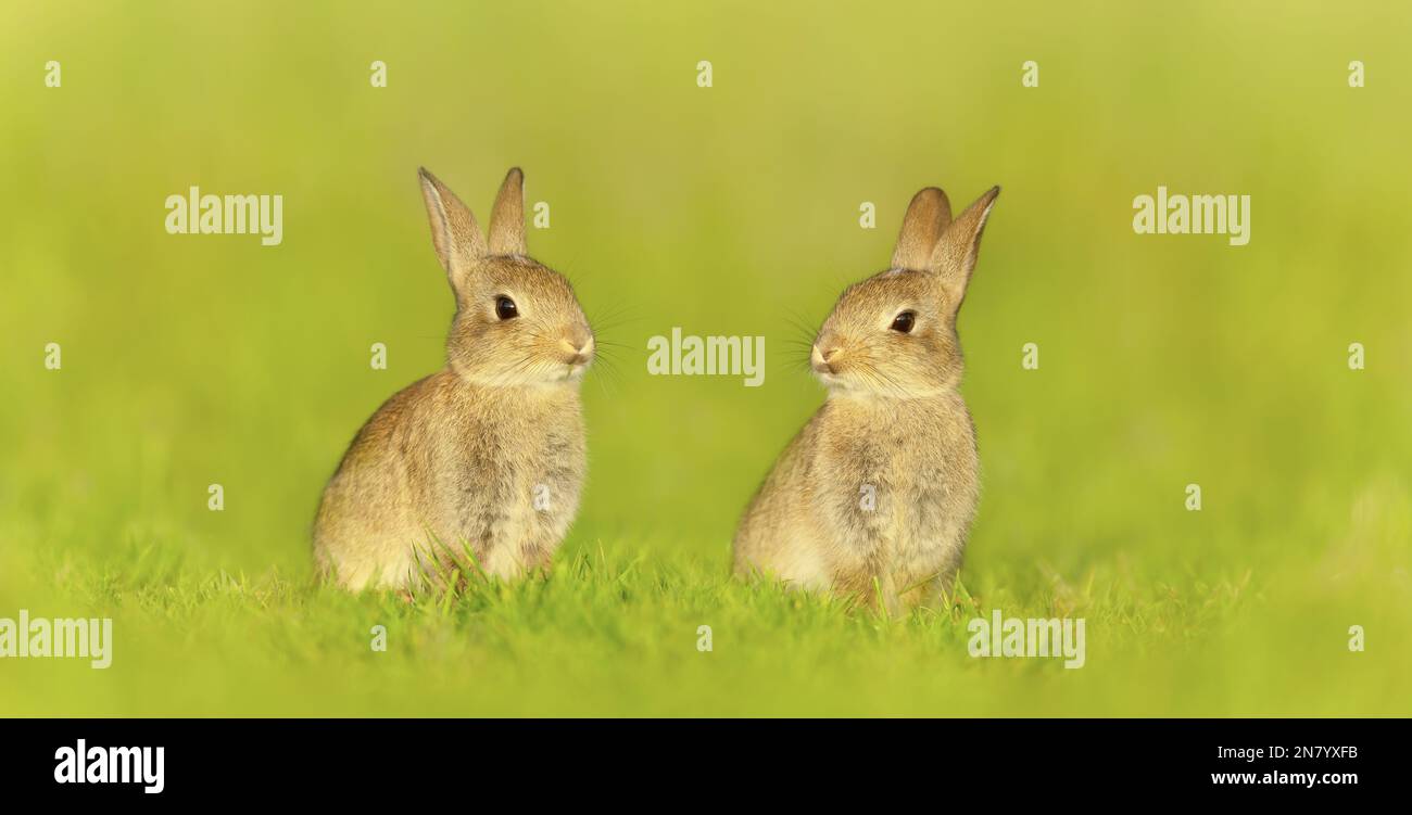 Two baby rabbits field hi-res stock photography and images - Alamy