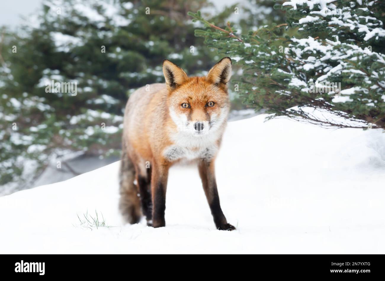 Fox winter season hi-res stock photography and images - Alamy